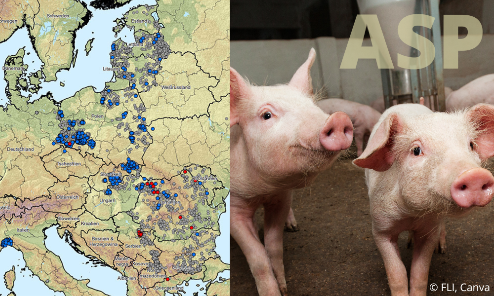 schweine.net - ASP: Fälle bei Hausschweinen in Polen rückläufig – Griechenland meldet Ausbruch ...