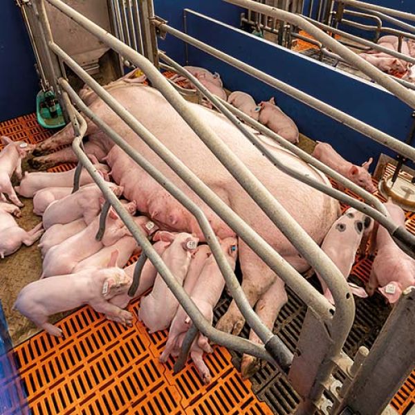 schweine.net - Tierwohl-Stalltechnik AGILO: Wohngemeinschaft für Sauen ... schweine.net - Tierwohl-Stalltechnik AGILO: Wohngemeinschaft für Sauen ...
