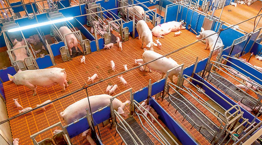 schweine.net - Tierwohl-Stalltechnik AGILO: Wohngemeinschaft für Sauen ... schweine.net - Tierwohl-Stalltechnik AGILO: Wohngemeinschaft für Sauen ...