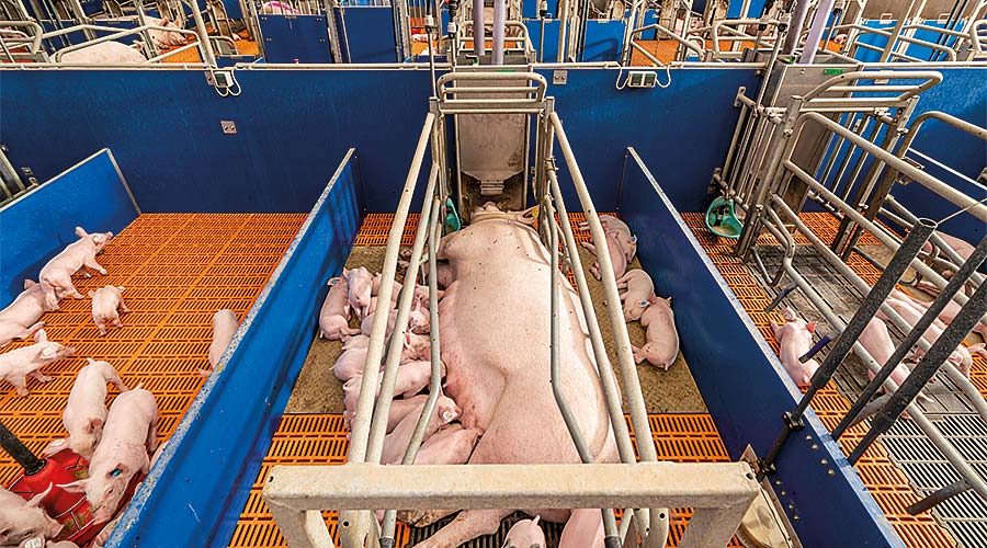 schweine.net - Tierwohl-Stalltechnik AGILO: Wohngemeinschaft für Sauen ... schweine.net - Tierwohl-Stalltechnik AGILO: Wohngemeinschaft für Sauen ...