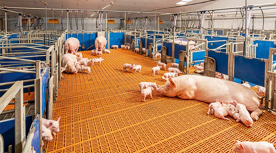 schweine.net - Tierwohl-Stalltechnik AGILO: Wohngemeinschaft für Sauen ... schweine.net - Tierwohl-Stalltechnik AGILO: Wohngemeinschaft für Sauen ...