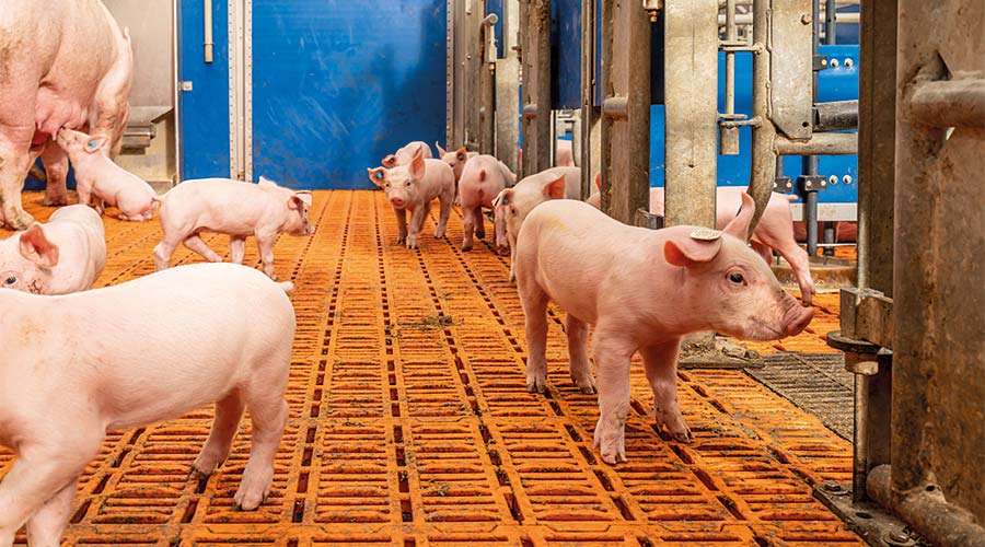 schweine.net - Tierwohl-Stalltechnik AGILO: Wohngemeinschaft für Sauen ... schweine.net - Tierwohl-Stalltechnik AGILO: Wohngemeinschaft für Sauen ...