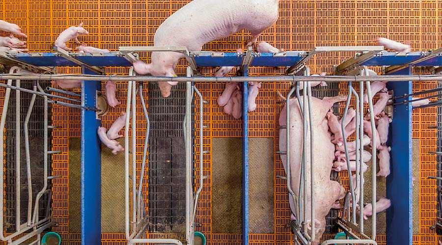 schweine.net - Tierwohl-Stalltechnik AGILO: Wohngemeinschaft für Sauen ... schweine.net - Tierwohl-Stalltechnik AGILO: Wohngemeinschaft für Sauen ...