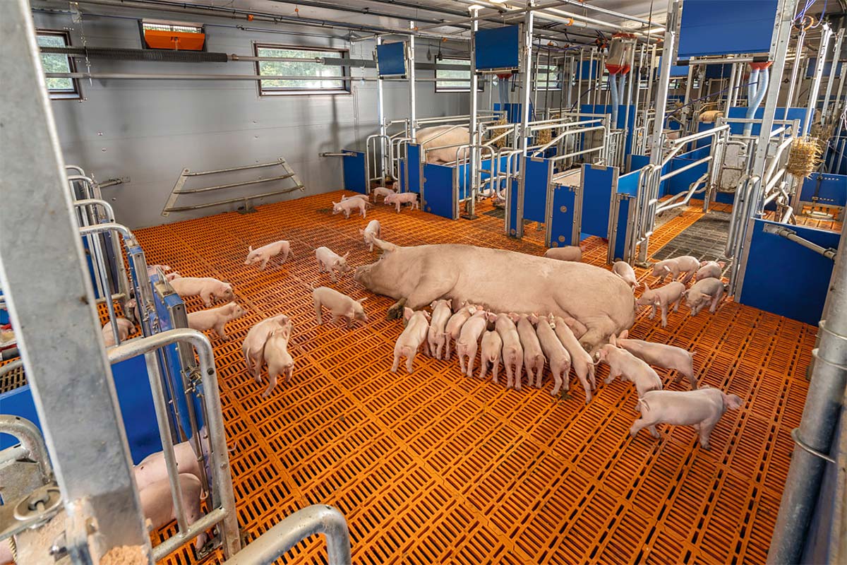 schweine.net - Agilo FB: innovative Tierwohl-Stalltechnik für Sauen und ... schweine.net - Agilo FB: innovative Tierwohl-Stalltechnik für Sauen und ...
