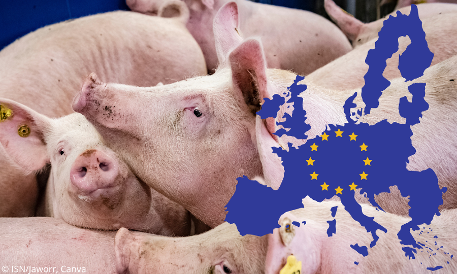 schweine.net - EU-weiter Strukturwandel in der Schweinehaltung
